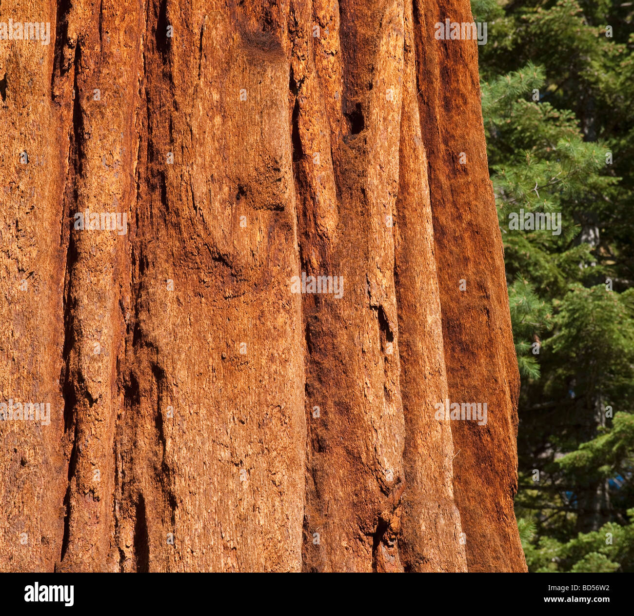 A forest of trees Stock Photo - Alamy