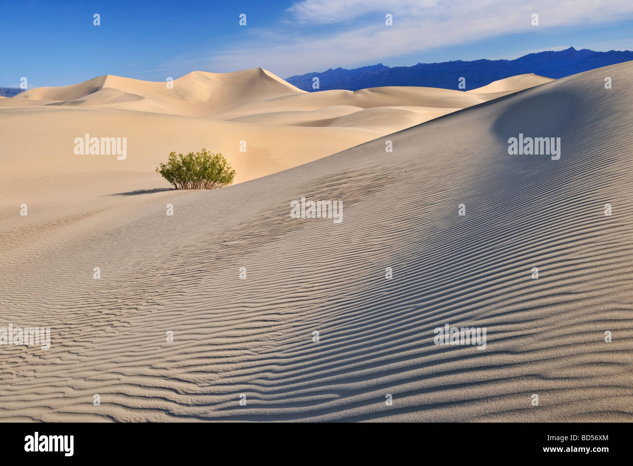 Sand dunes in the desert Stock Photo - Alamy