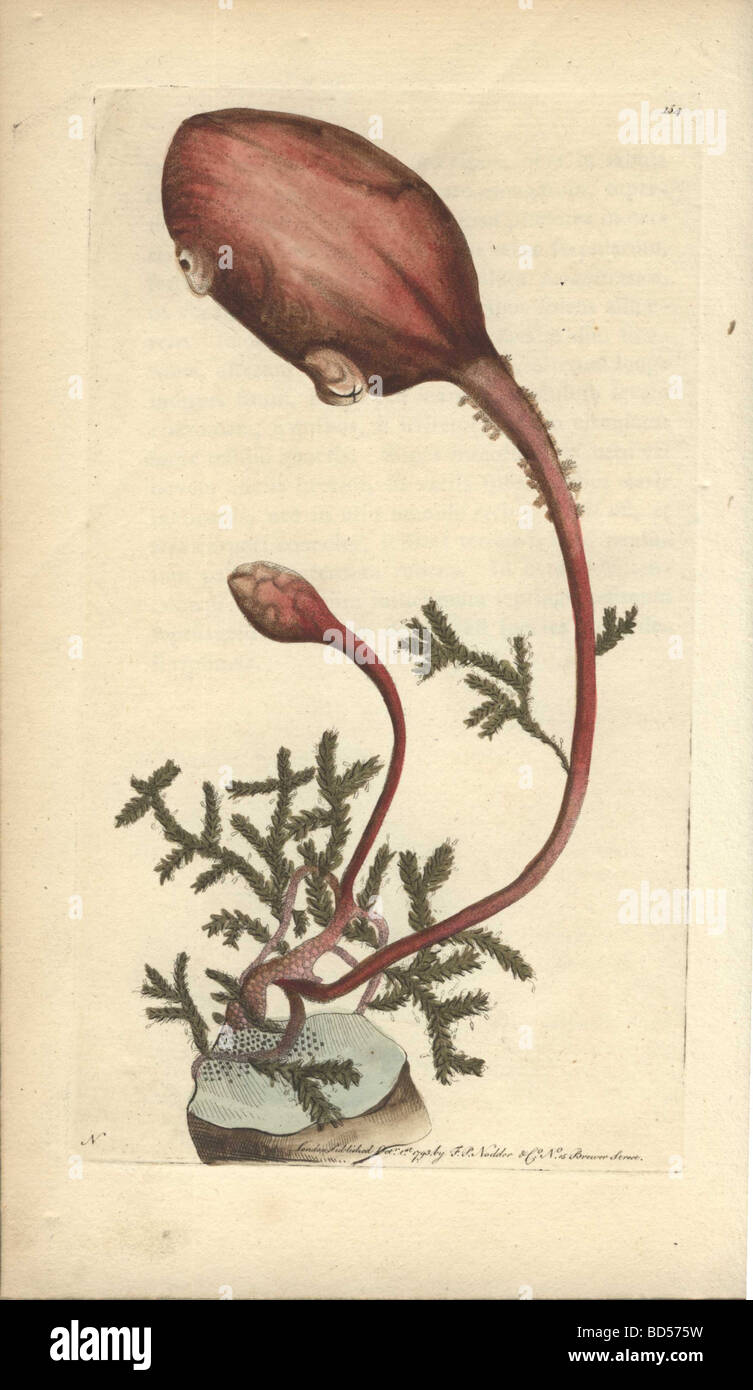 Handcolored engraving of a tubular sea animal (Ascidia clavata) from ...