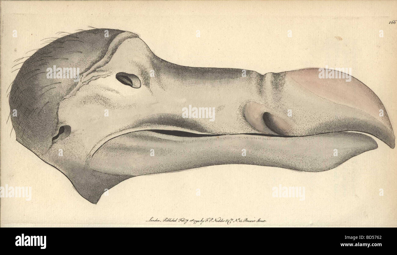 Handcolored engraving of a dodo's head (Caput didi) from "Naturalist's ...