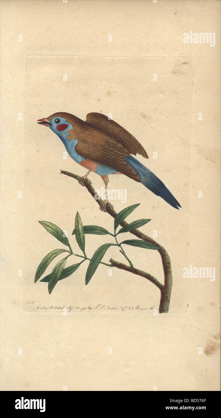 Handcolored engraving of a blue-bellied finch (Fringilla Bengalensis ...