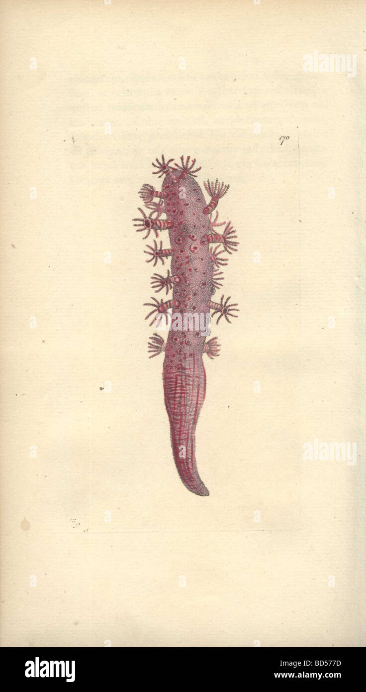 Handcolored engraving of a finger-shaped pennatula (Pennatula ...
