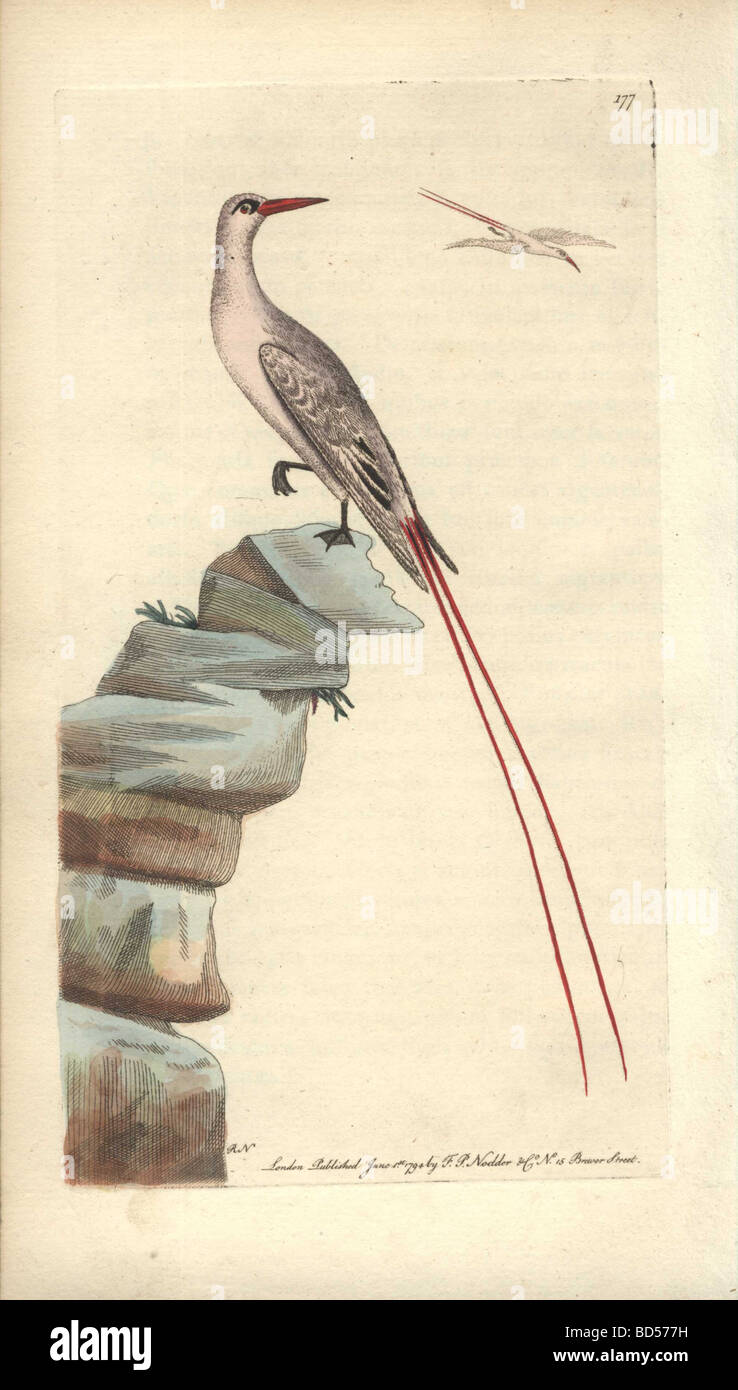 Handcolored engraving of a red-tailed tropic bird (Phaeton phoenicurus ...