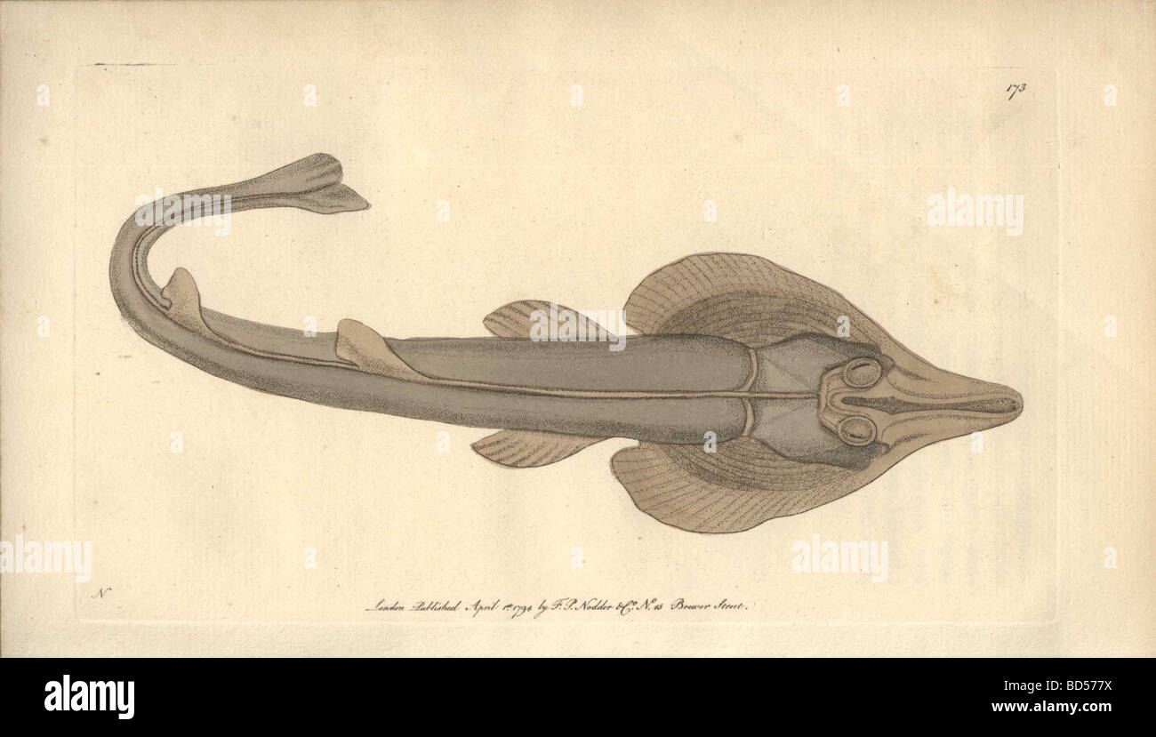 Handcolored engraving of a rostrated ray fish (Raja rostrata) from ...