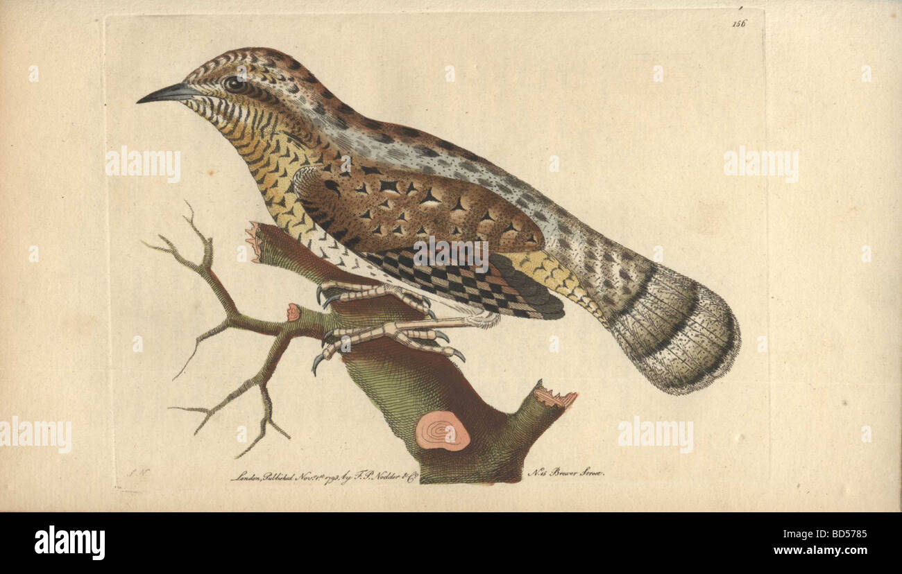 Yunx torquilla hi-res stock photography and images - Alamy