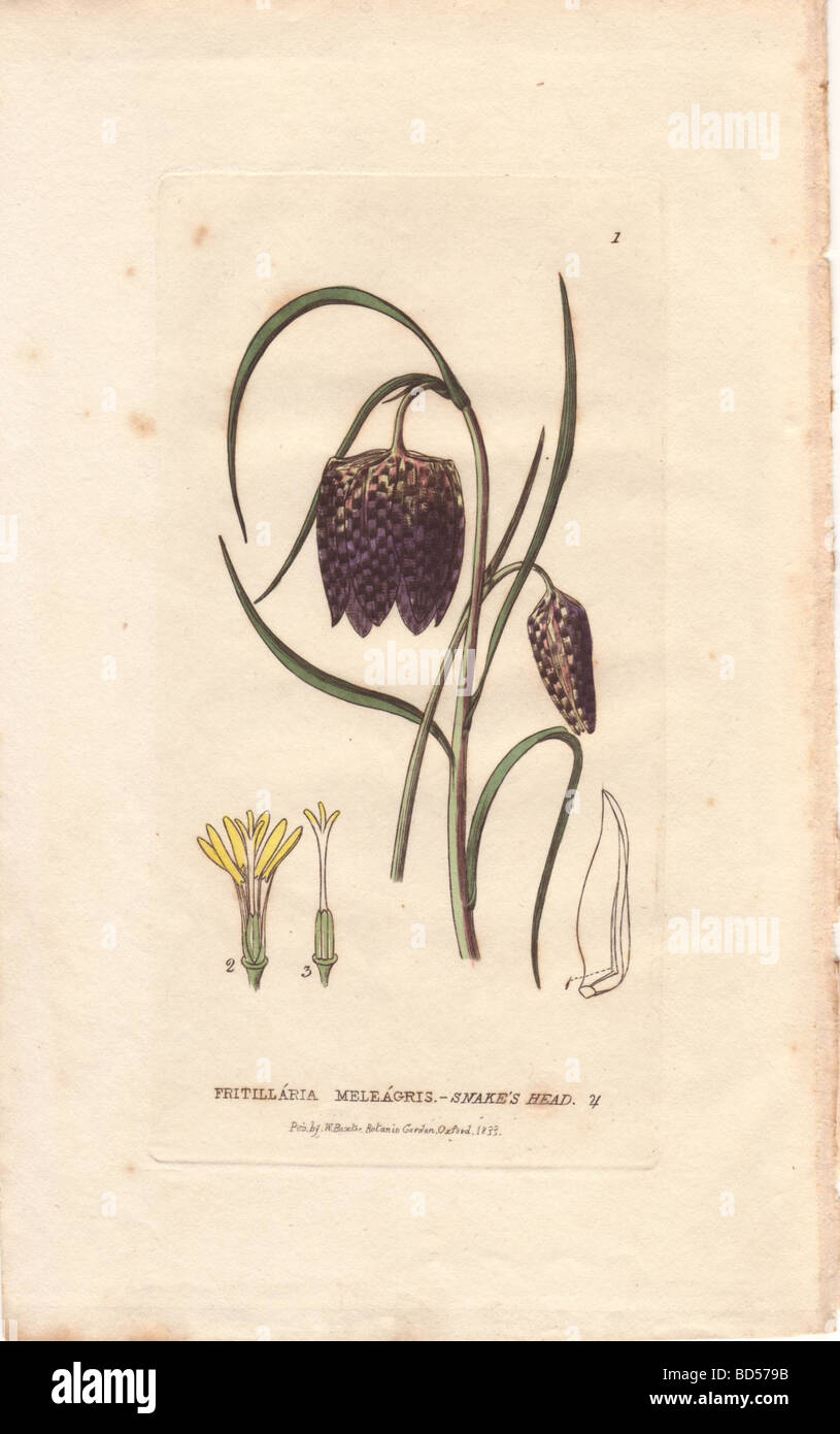 Fine copperplate engraving of chequered fritillary lily (Fritillaria ...