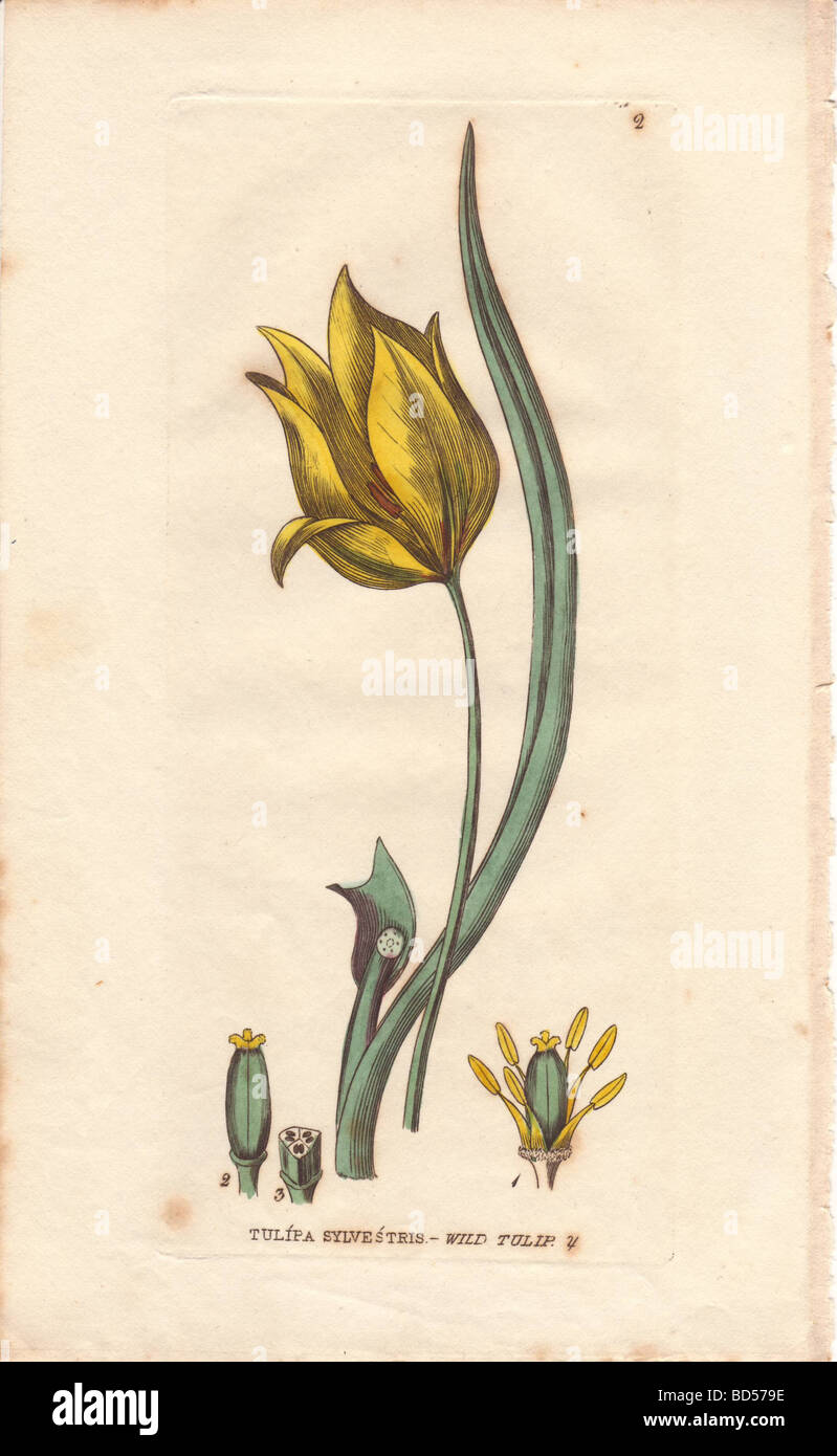 Fine copperplate engraving of yellow wild tulip (Tulipa sylvestris ...