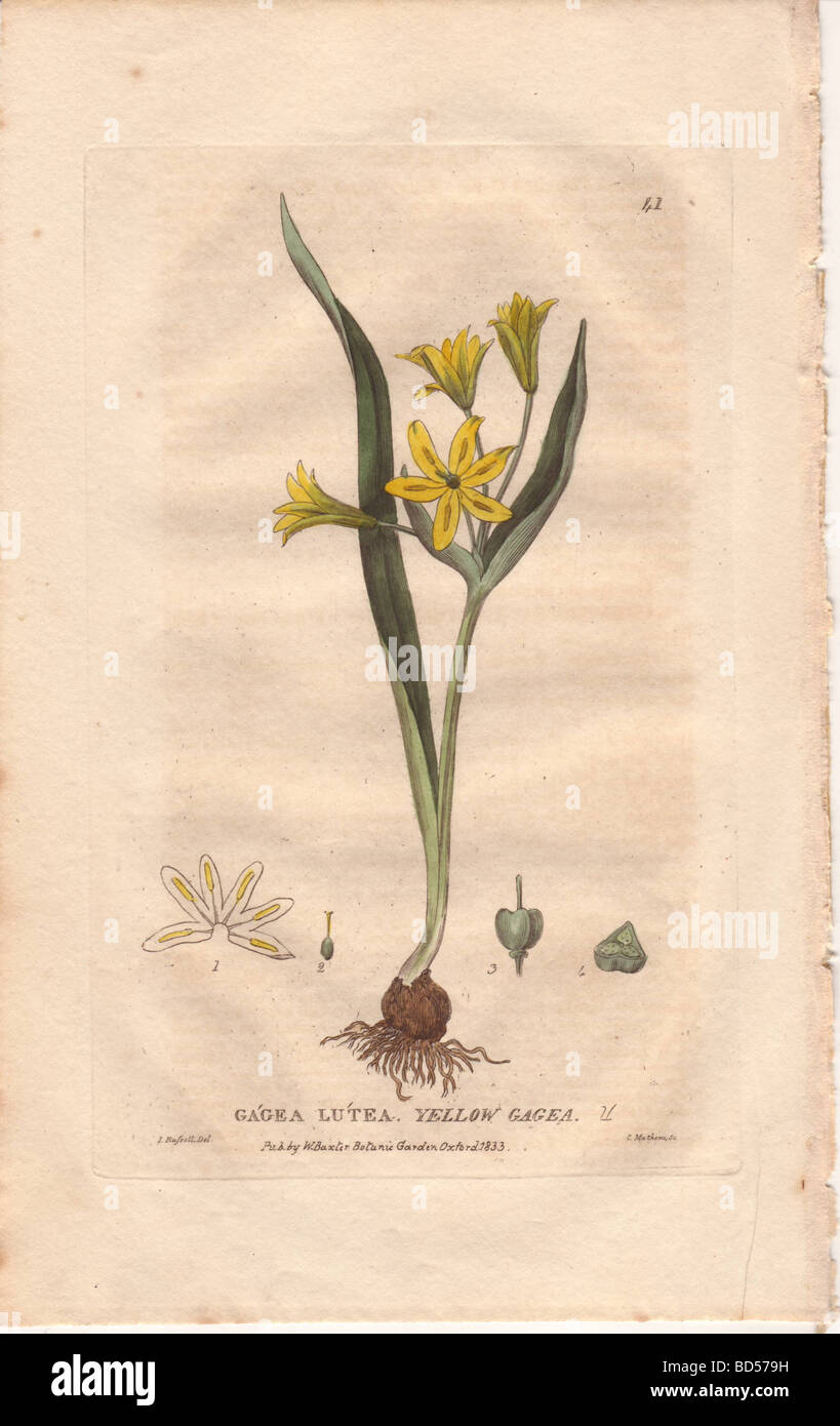 Fine copperplate engraving of a yellow gagea (Gagea lutea) showing bulb ...