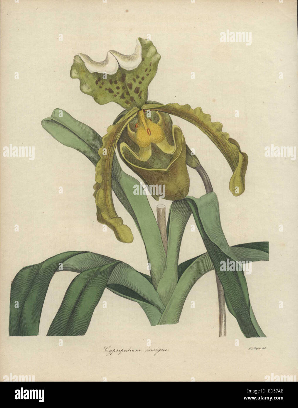 Fine copperplate engraving of a mustard yellow orchid (Cypripedium ...