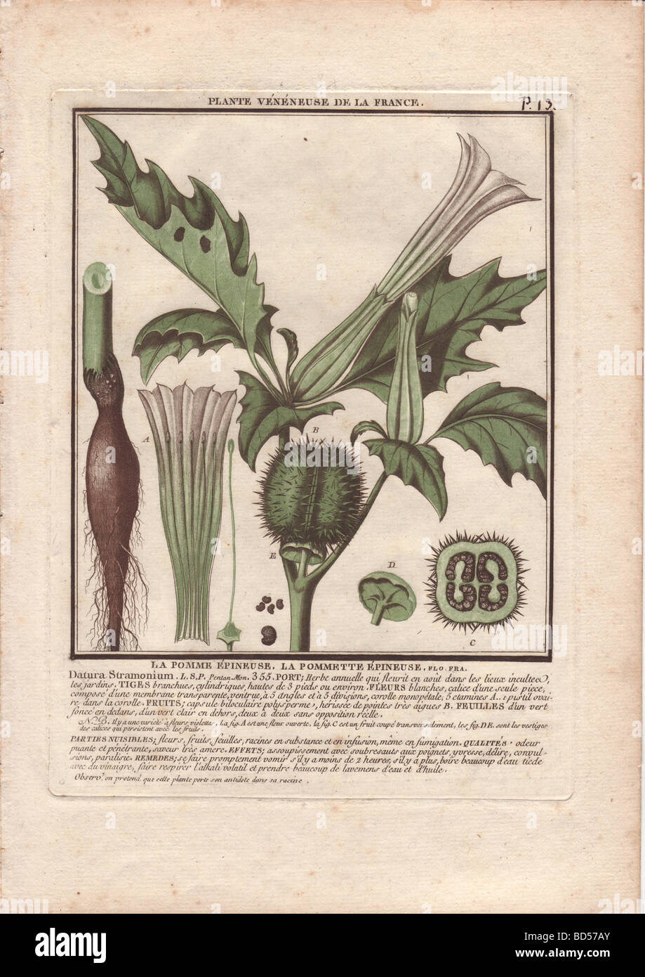 Datura stramonium roots hi-res stock photography and images - Alamy