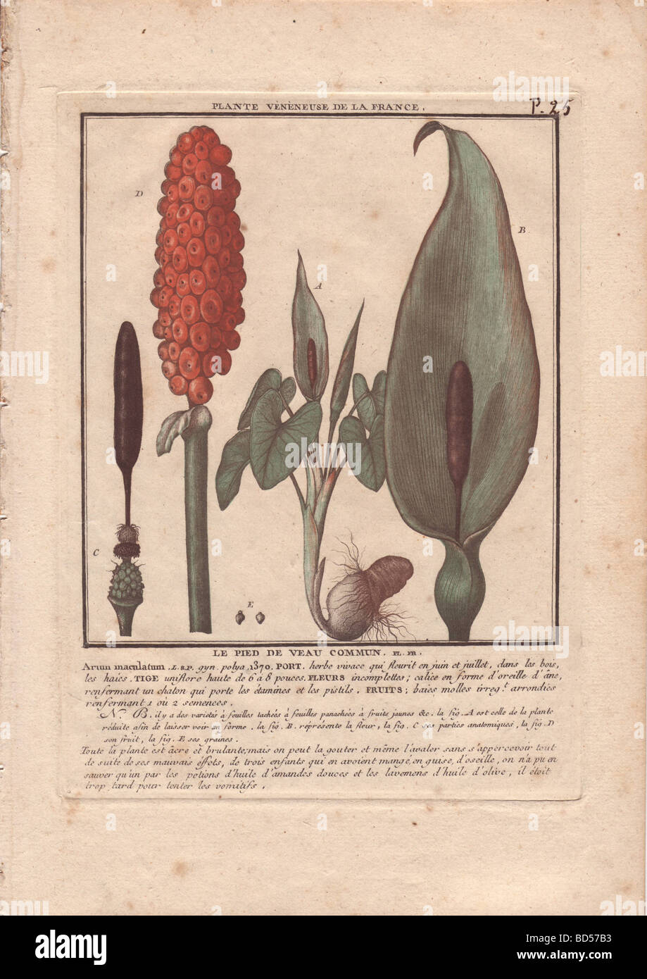 Arum lily (Arum maculatum) plant showing red seed pod, complete plant ...