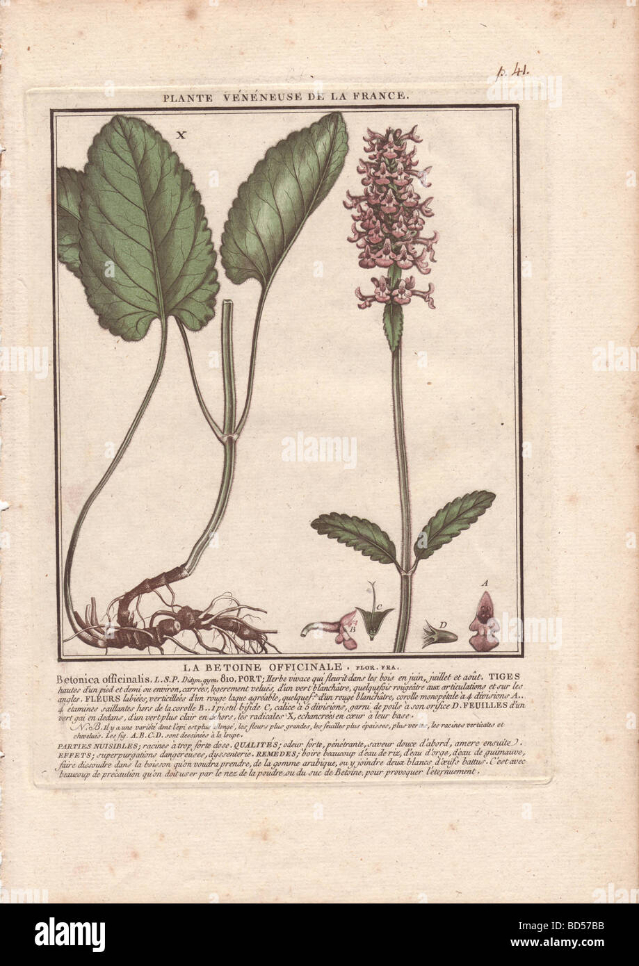 Parts of the betony plant (Betonica officinalis) with the roots and ...