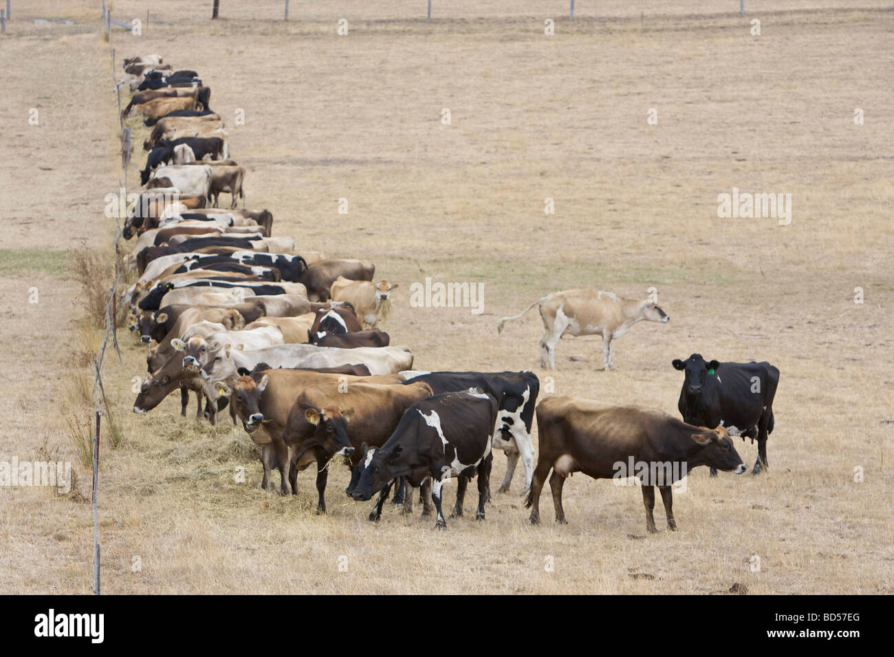 Dairy cows in paddock Stock Photo - Alamy