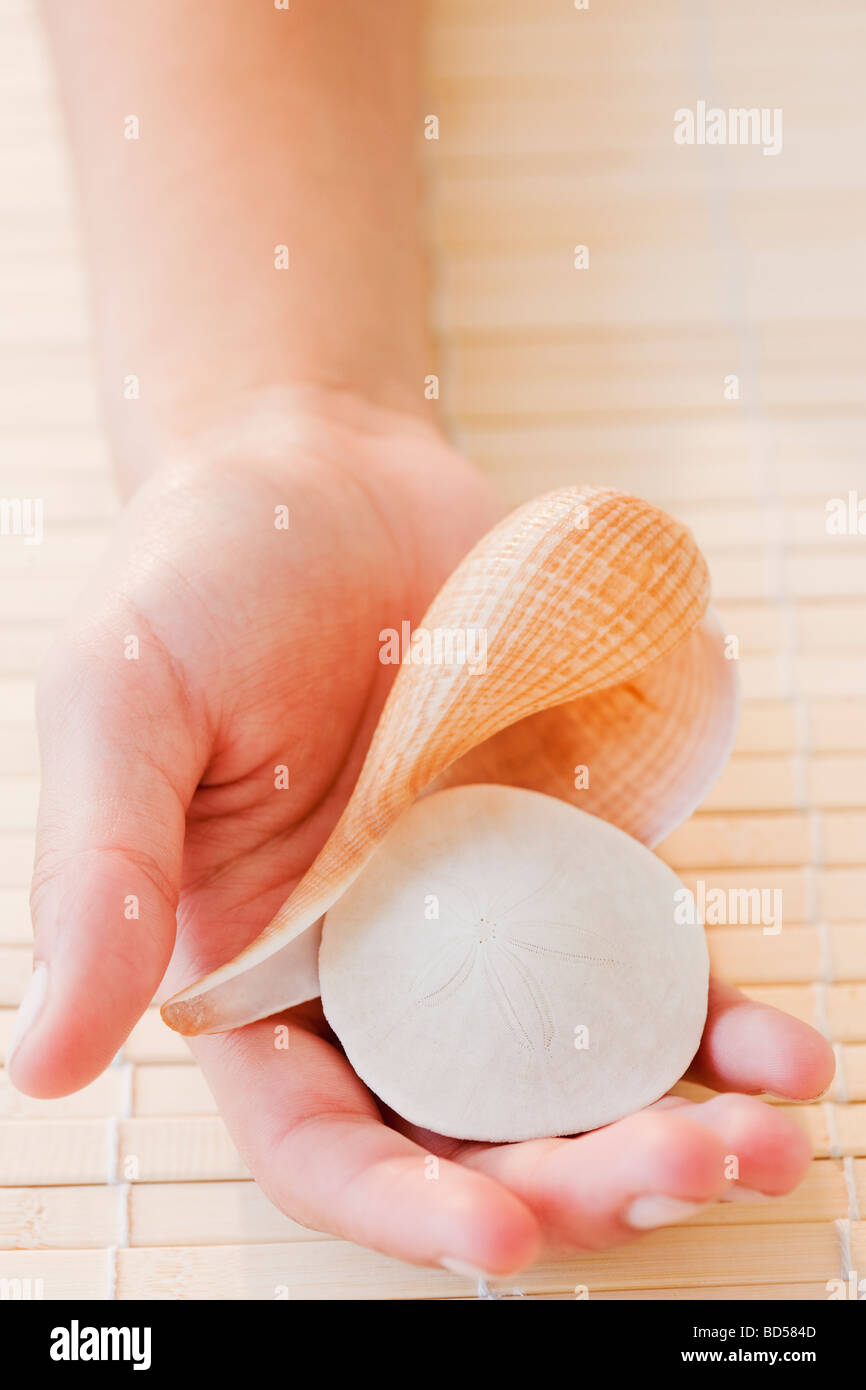 Hand holding seashells Stock Photo - Alamy
