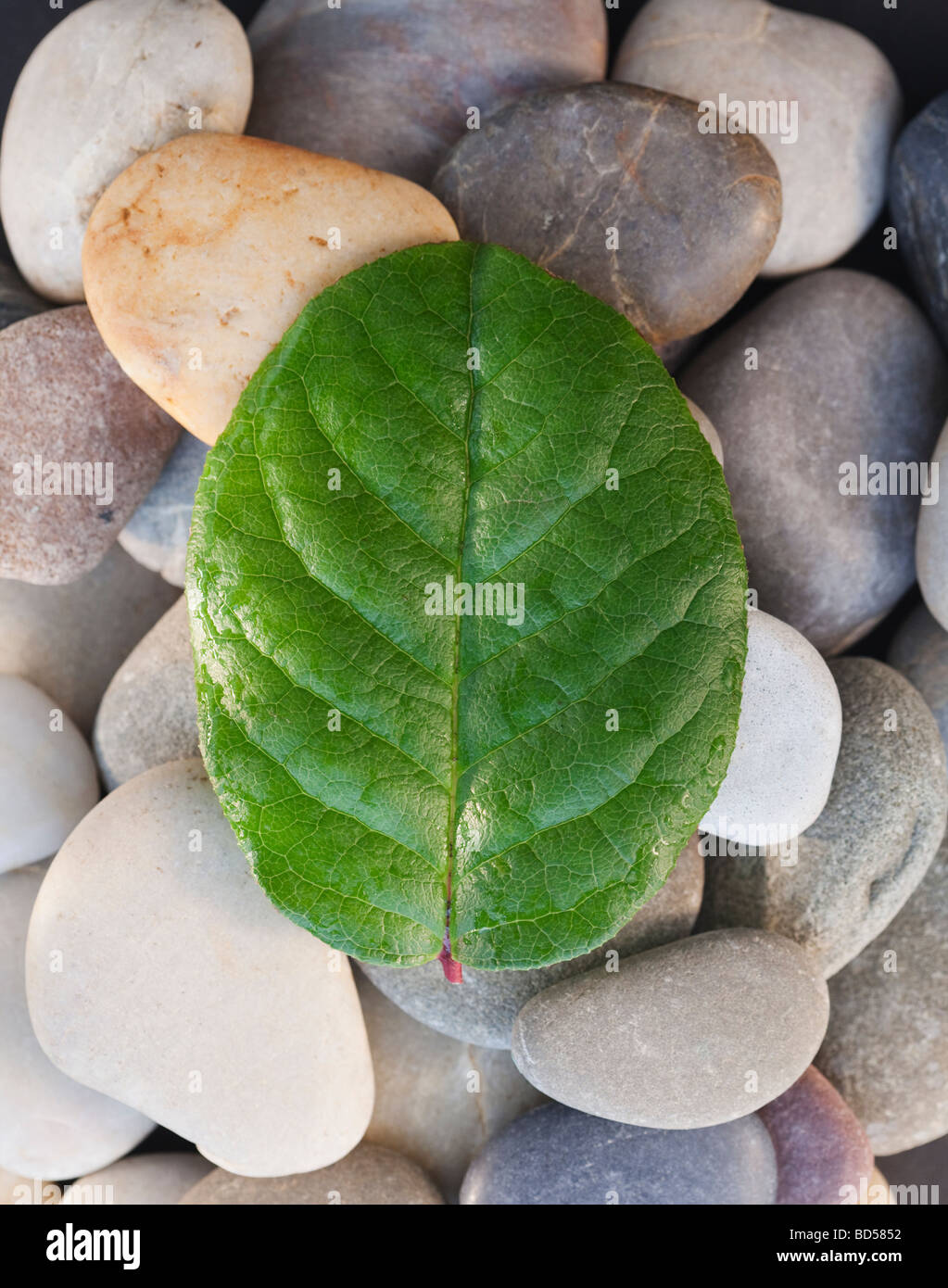 A leaf on stones Stock Photo - Alamy