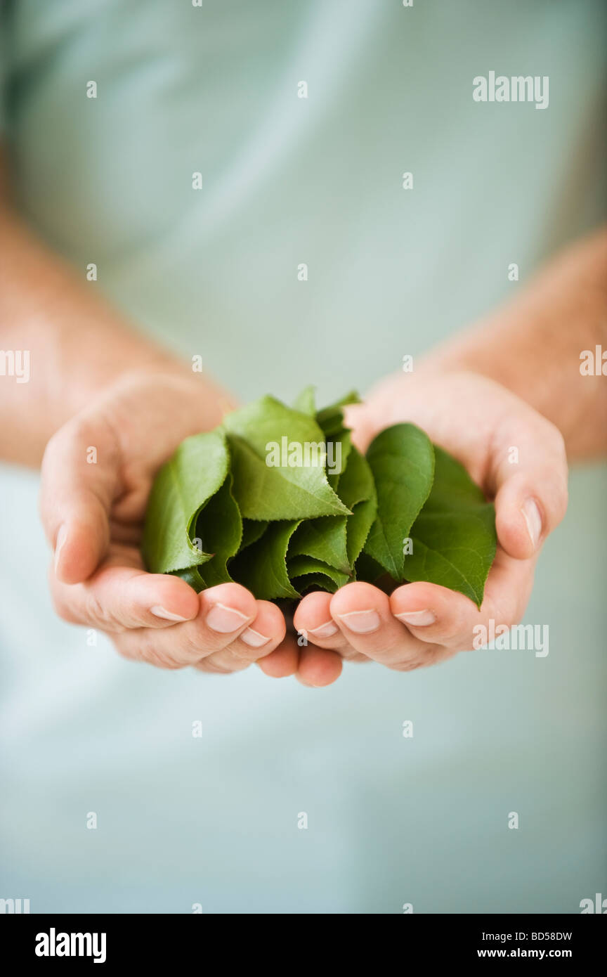 Hand holding leaves Stock Photo - Alamy