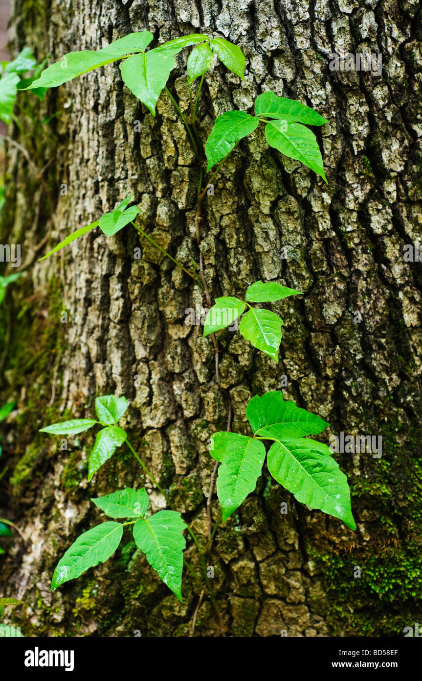 A tree trunk Stock Photo - Alamy