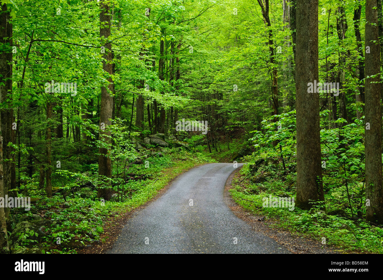 A scenic and empty path Stock Photo - Alamy