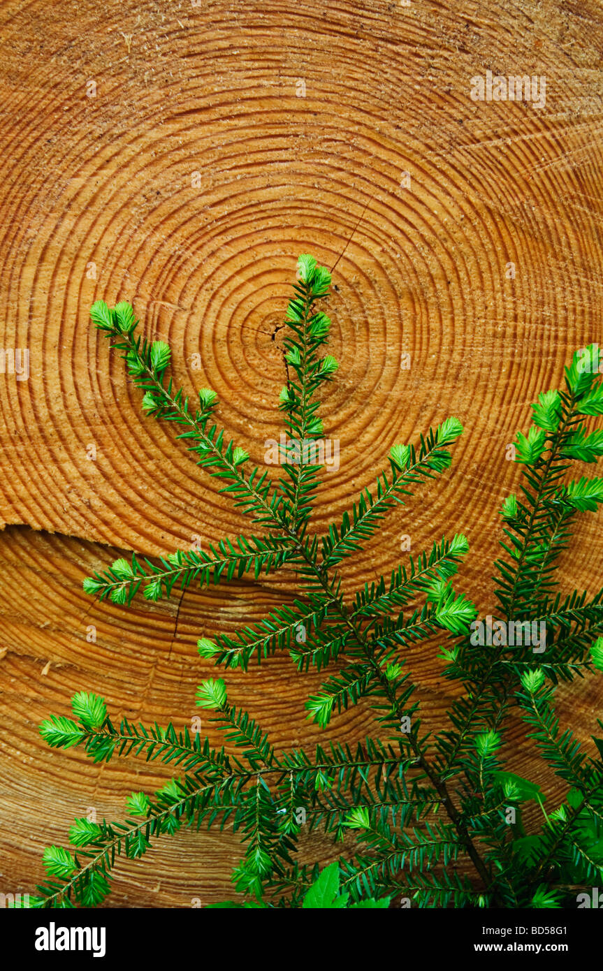 A branch and a log Stock Photo - Alamy