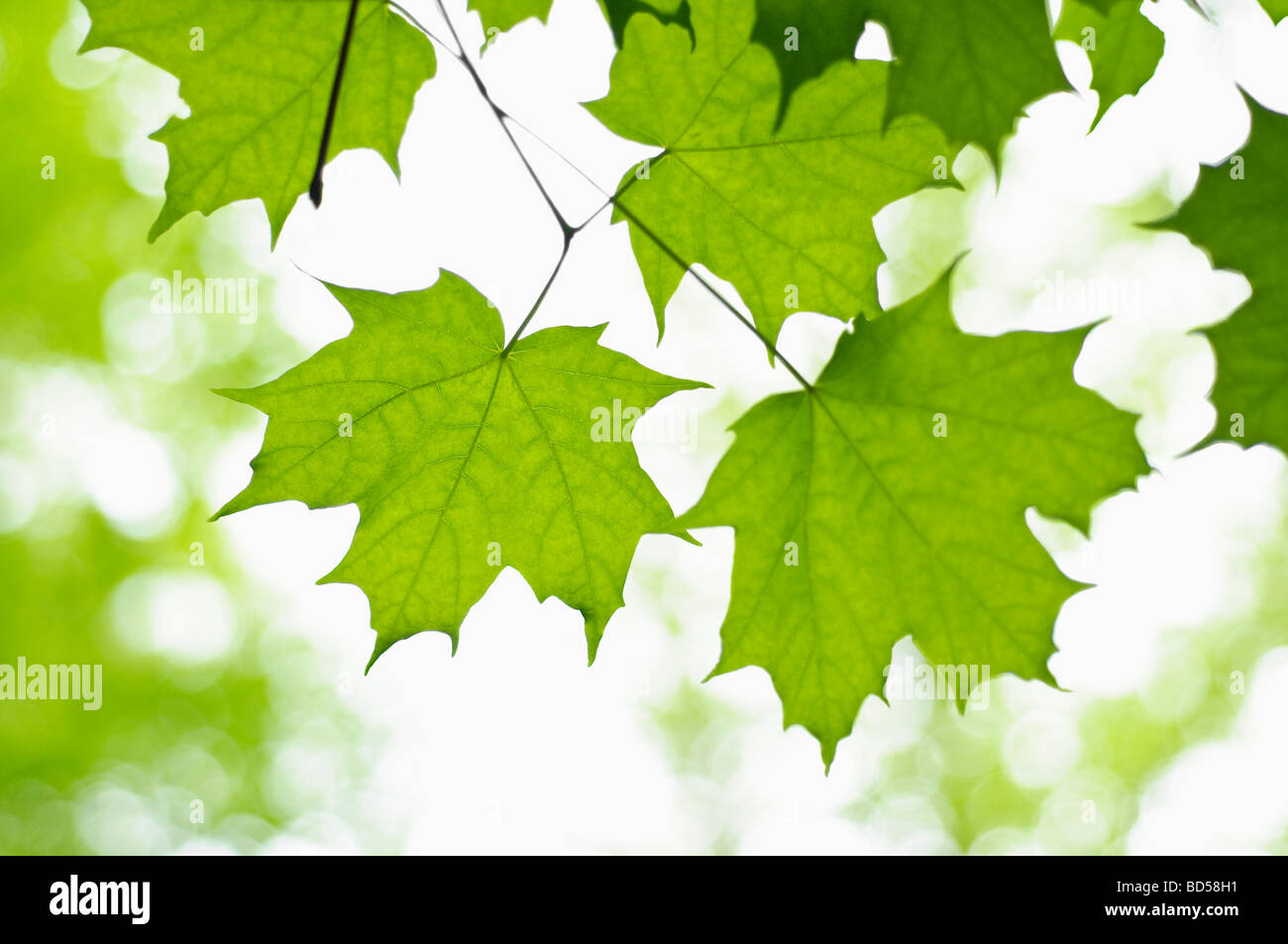 Smokie national park hi-res stock photography and images - Alamy