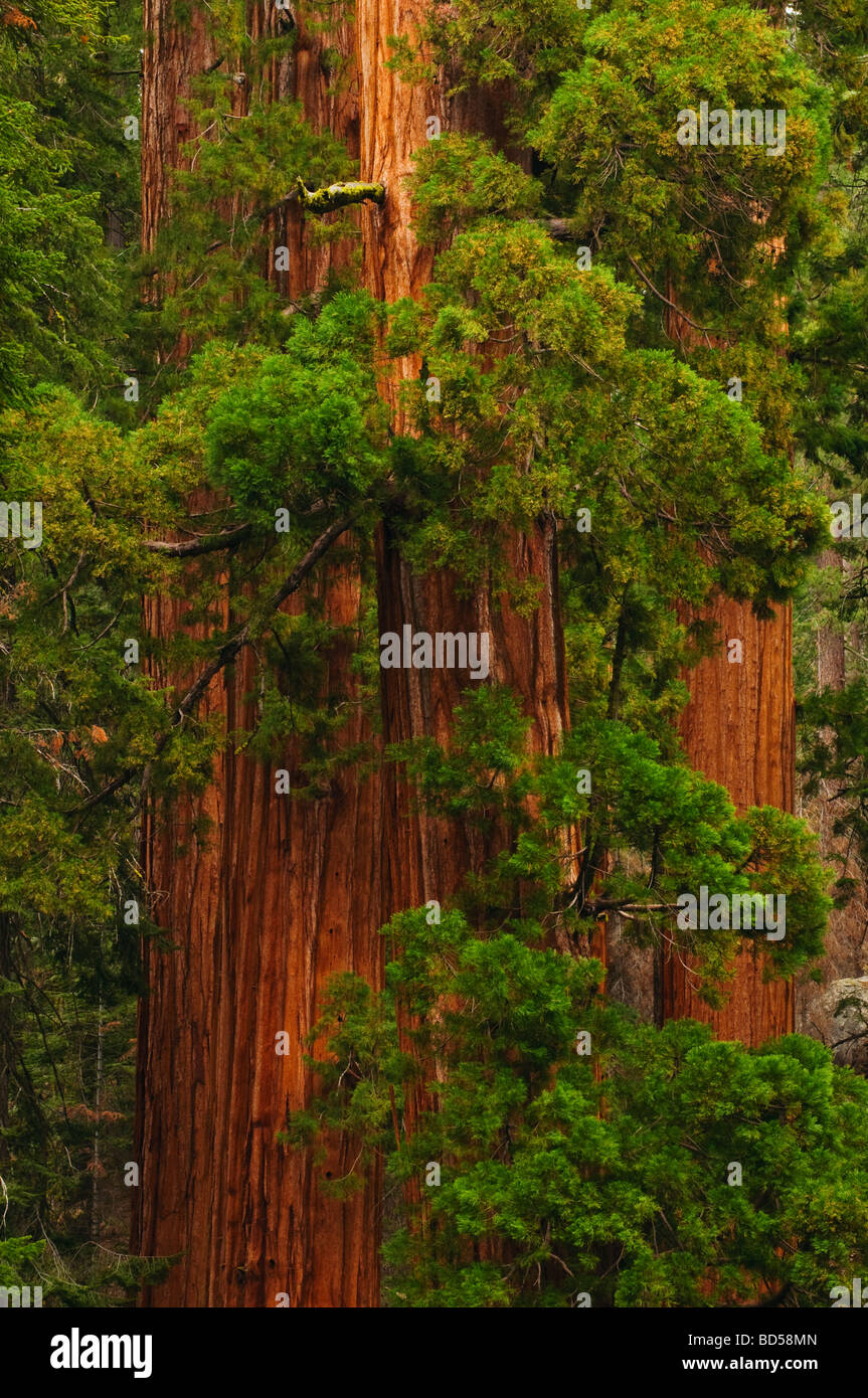 A forest of trees Stock Photo - Alamy