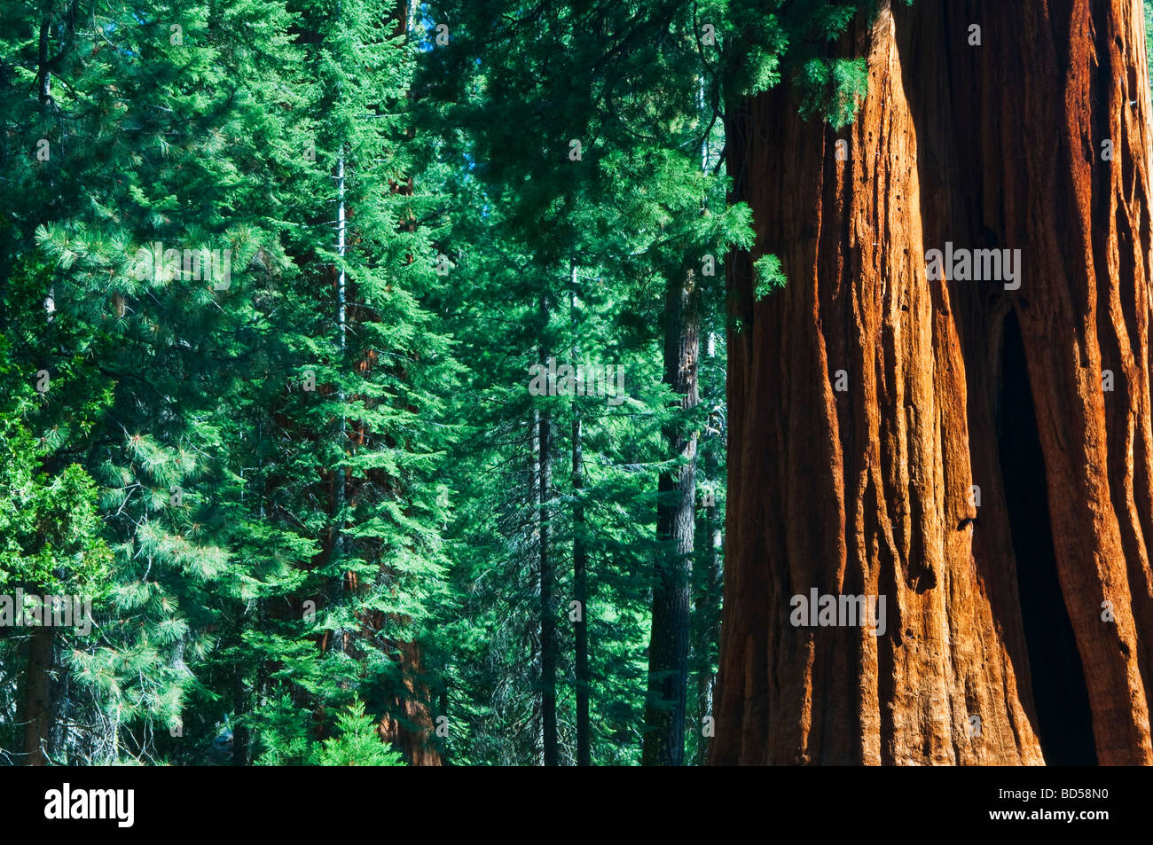 A forest of trees Stock Photo - Alamy