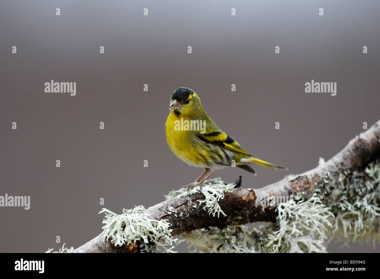 Male eurasian siskin bird hi-res stock photography and images - Alamy