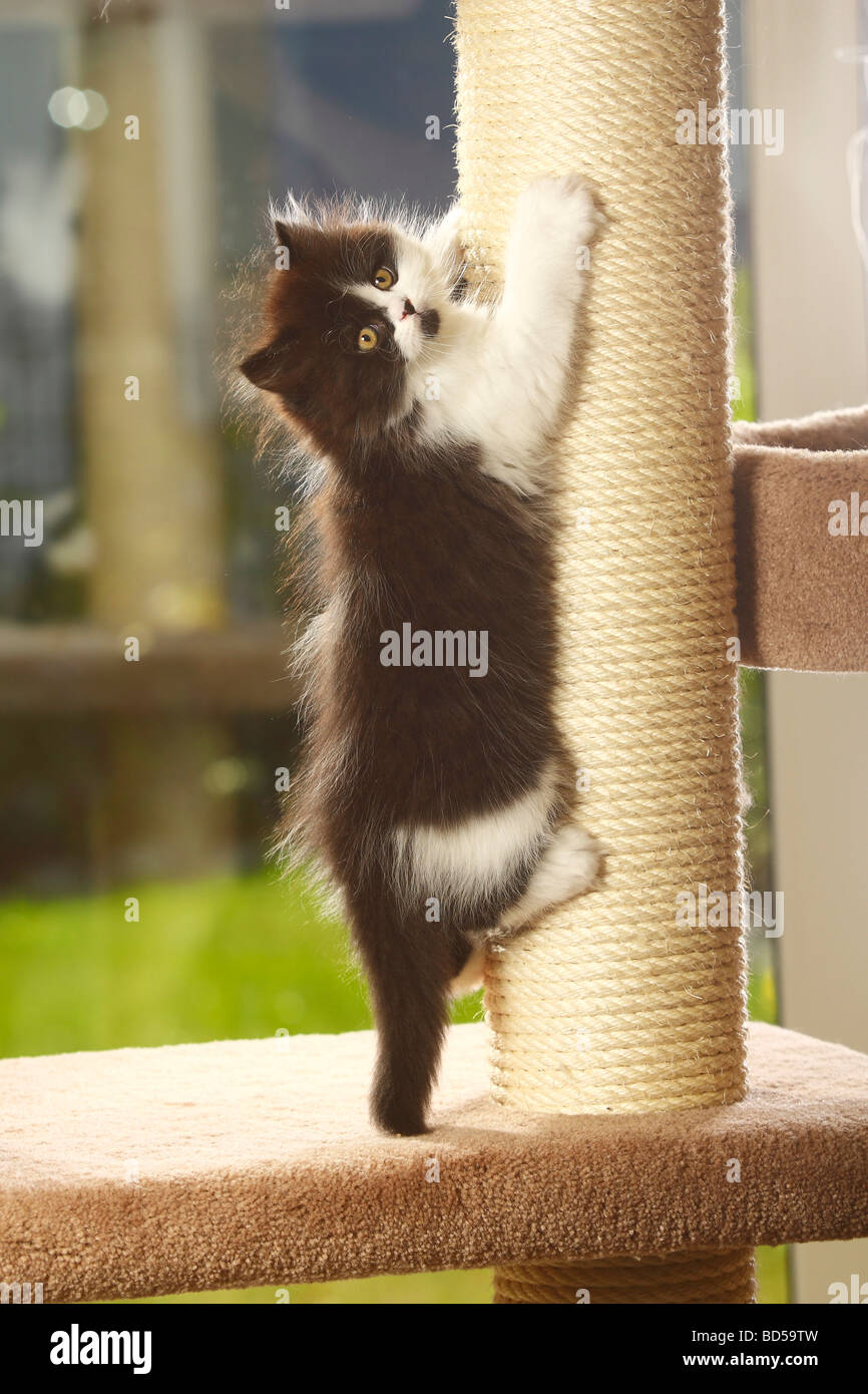 British Longhair Cat kitten black and white Highlander Lowlander ...