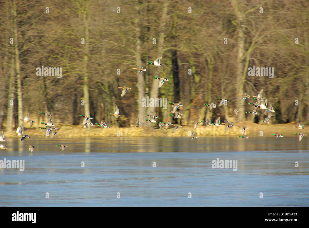 Ente duck 03 Stock Photo - Alamy