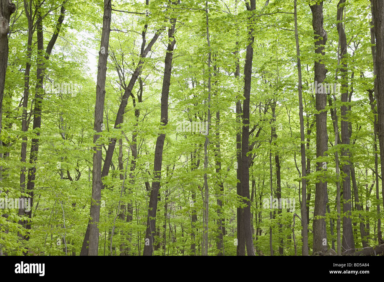A forest of trees Stock Photo - Alamy