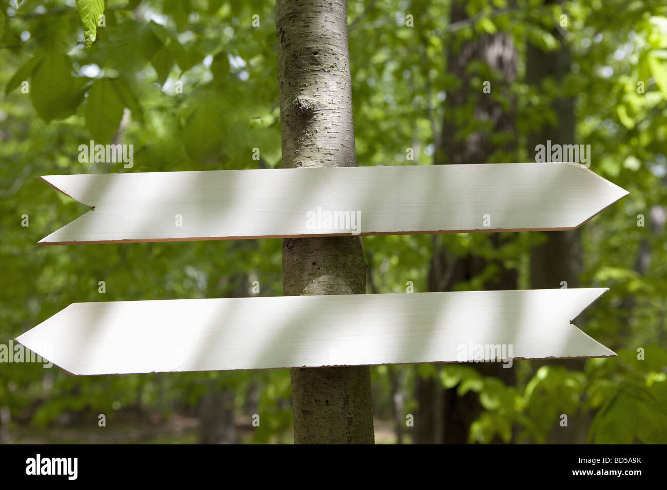 Arrow signs in the woods Stock Photo - Alamy