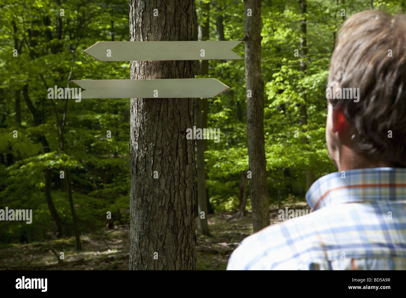 Arrow signs in the woods Stock Photo - Alamy