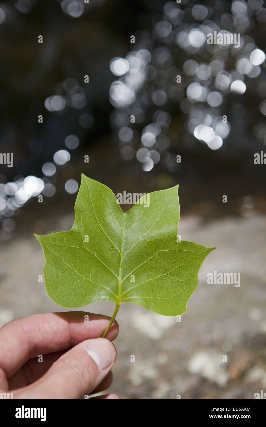 Hand holding a leaf Stock Photo - Alamy
