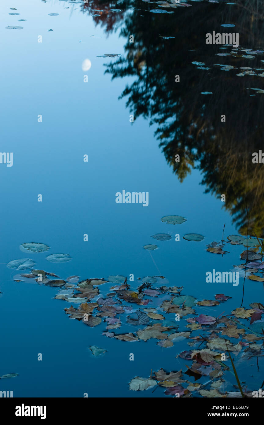Moon reflected in pond with leaves Stock Photo - Alamy