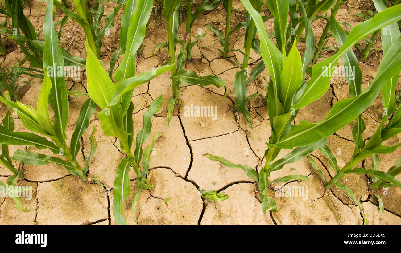 Springing hi-res stock photography and images - Alamy