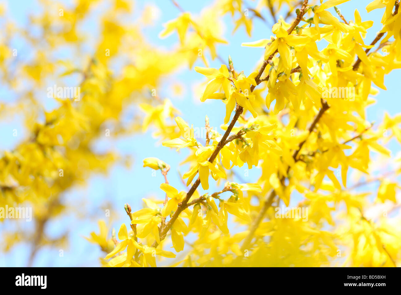 charming yellow forsythia stems in a contemporary style fine art ...