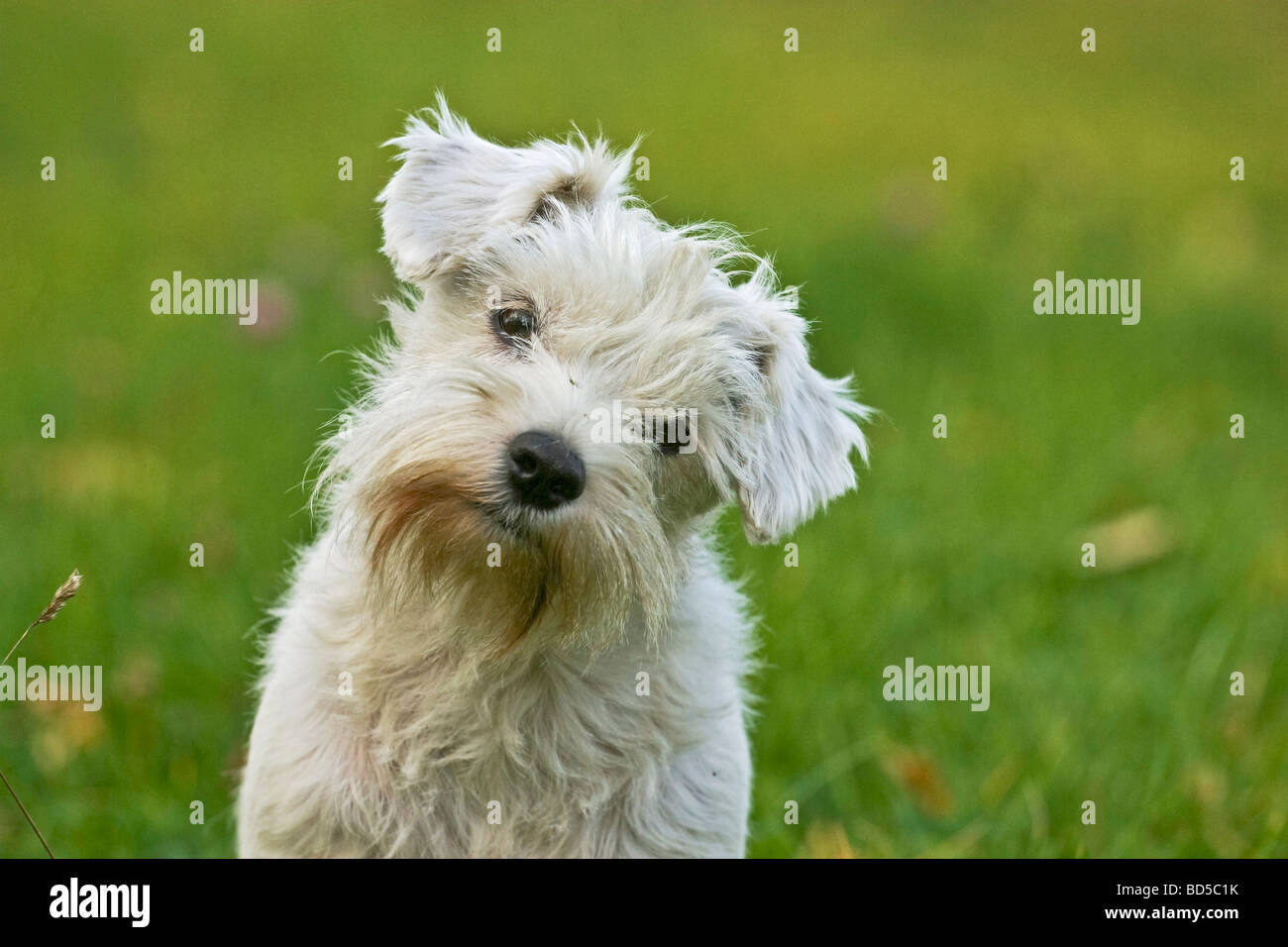 Miniature Schnauzer sitting on a meadow, portrait Stock Photo - Alamy