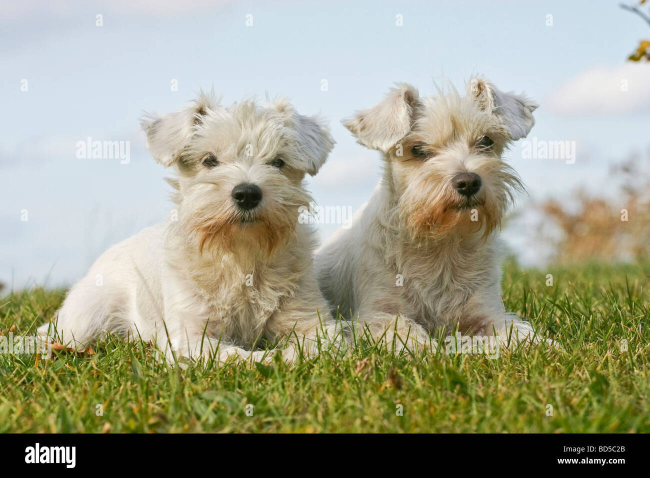 Two Miniature Schnauzers lying on a meadow Stock Photo - Alamy