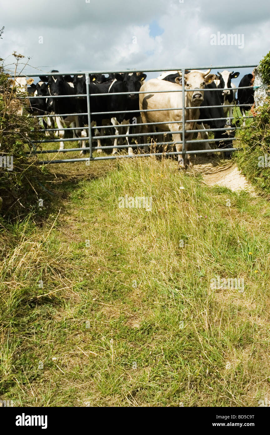 Friesian cattle on british farm hi-res stock photography and images - Alamy