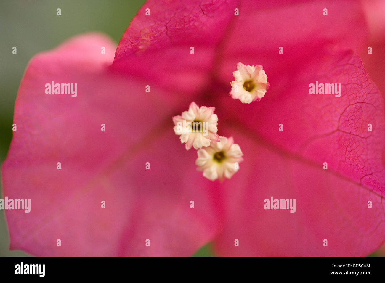 Close up photograph of colorful bracts and white flowers of the ...
