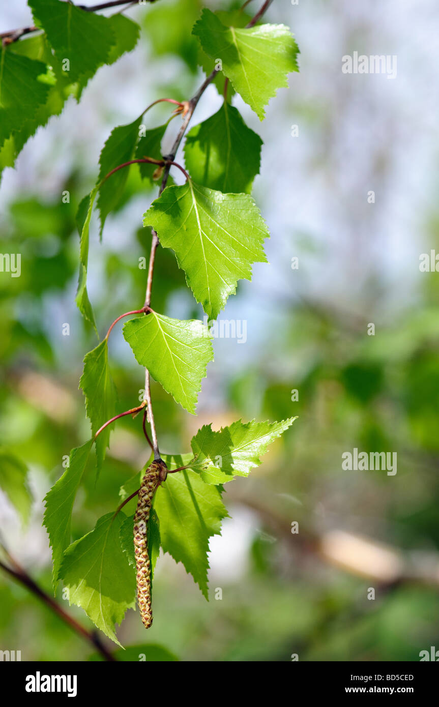 Straight branch hi-res stock photography and images - Alamy