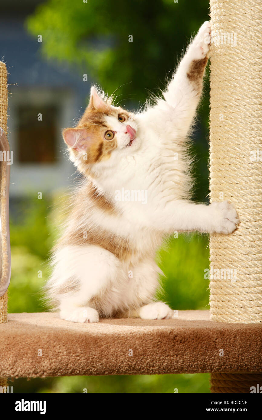 British Longhair Cat kitten choco tabby white Highlander Lowlander ...