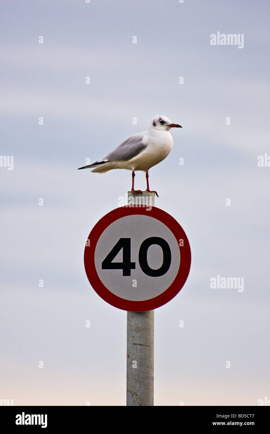 Seagull sign hi-res stock photography and images - Alamy