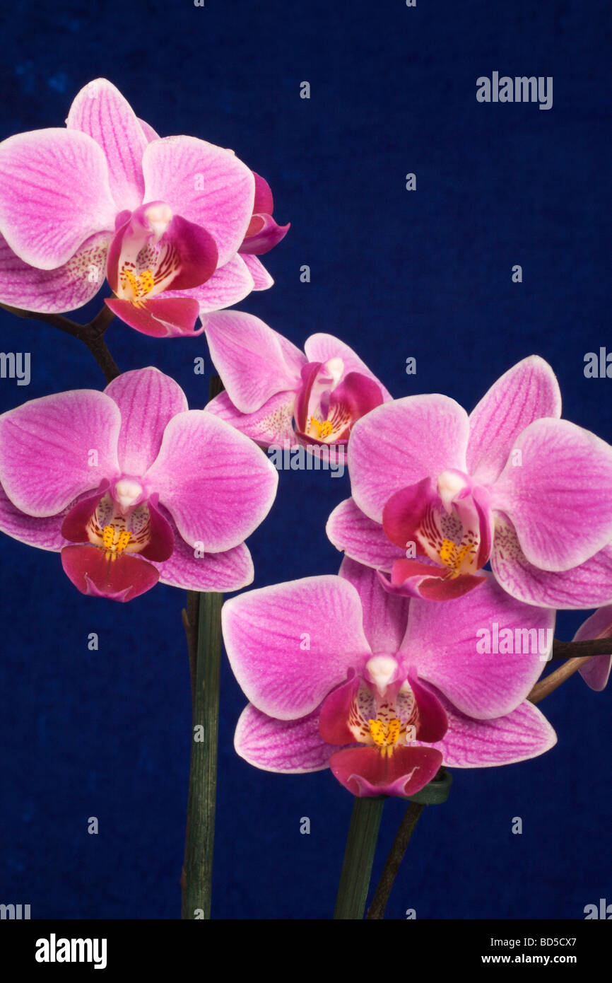 Pretty pink orchids hi-res stock photography and images - Alamy