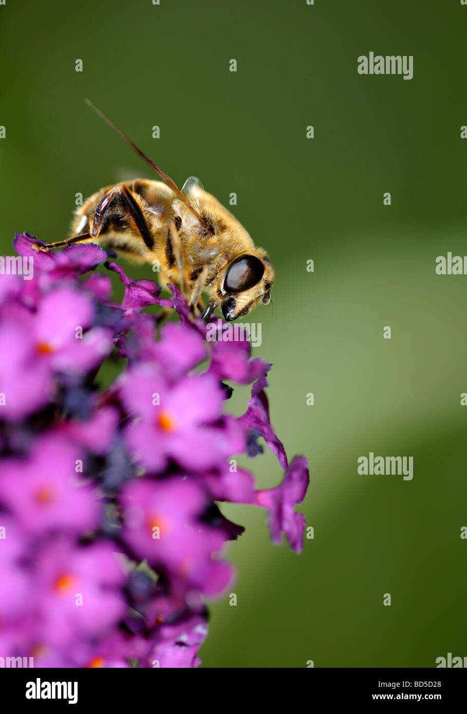 Honeybee (Apis) feeding on the summer bloom of Lilac or Butterfly Tree ...