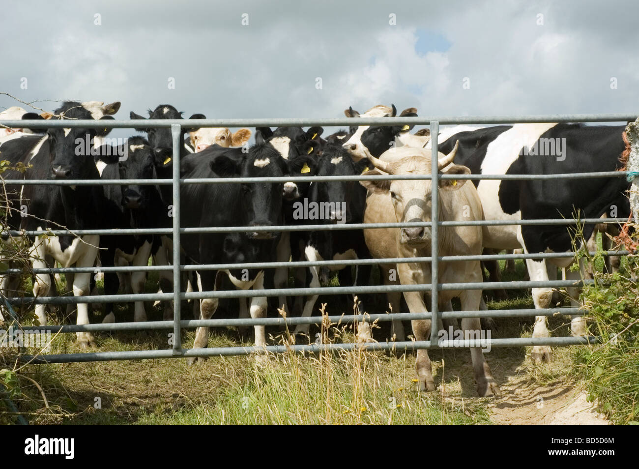 Cows on a Cornish farm, England Stock Photo - Alamy