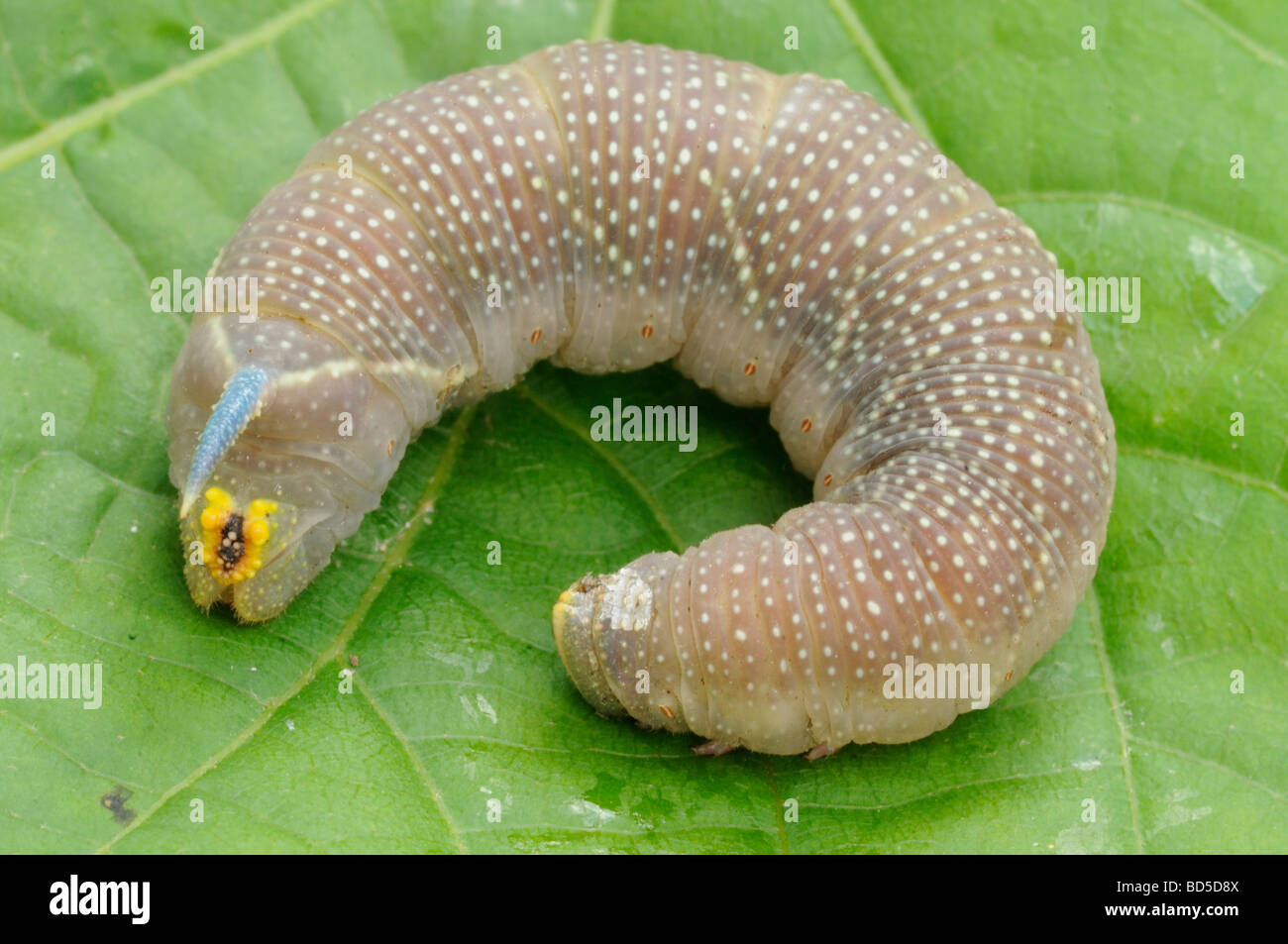 Lime Hawk moth caterpillar Stock Photo - Alamy