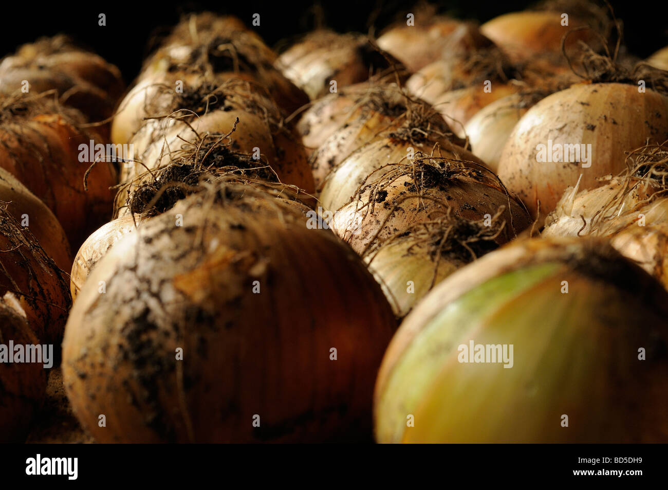 Onions drying on a rack Stock Photo - Alamy
