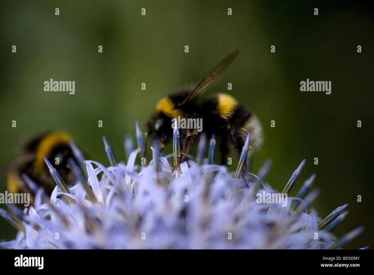 Two Buff tailed Bumble Bees, busy collecting pollen on an open, cobalt ...