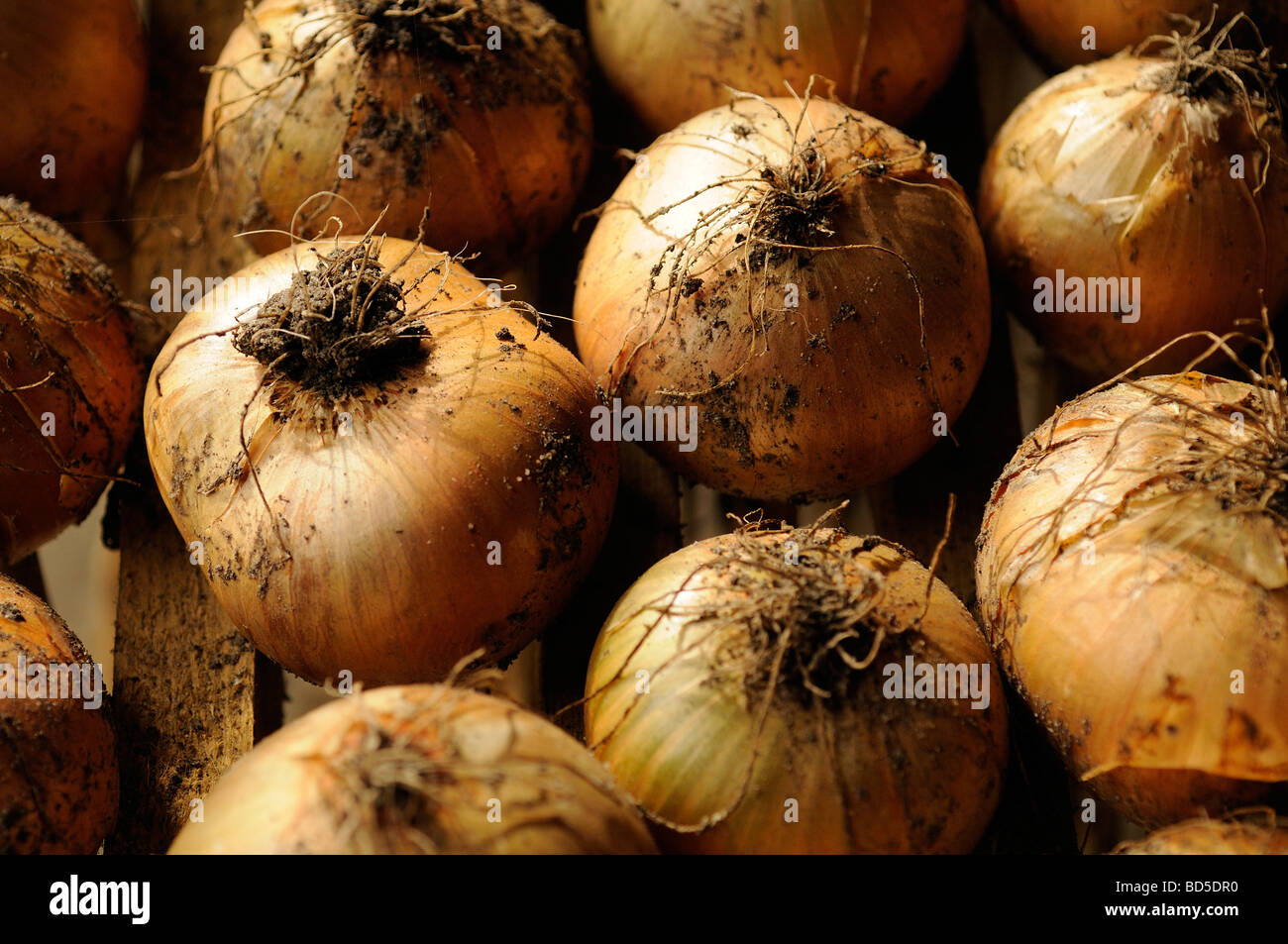 Onions drying on a rack Stock Photo - Alamy